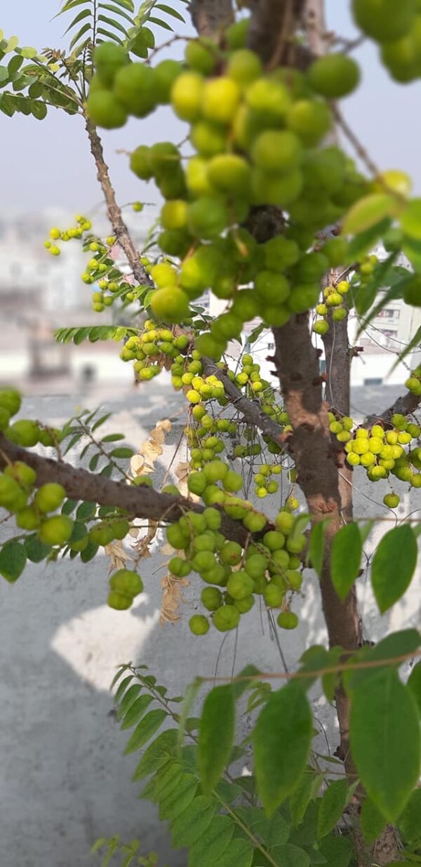 Star Gooseberry - Obon Appetite